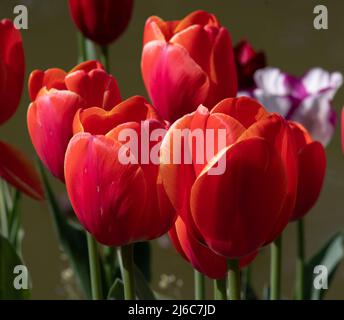 Tulip Ad Rem Stock Photo - Alamy