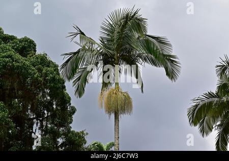 Palm tree flowers (Archontophoenix alexandrae) on tropical rainforest ...
