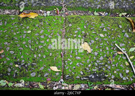Pavement stones covered with moss, stone blocks on the ground, Norfolk ...
