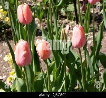 Pink Single Late tulips (Tulipa) Grand Style bloom in a garden in April ...
