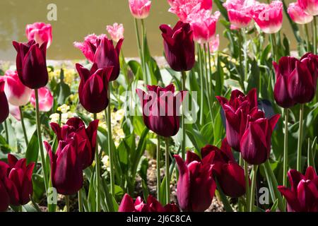 Lily Flowered Tulips (Tulipa 'Merlot') flowering in the Spring Stock ...
