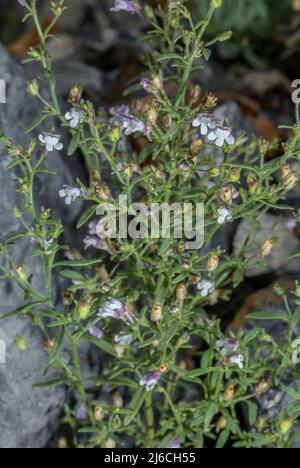 Dwarf Snapdragon, Chaenorrhinum origanifolium, in flower, Pyrenees ...