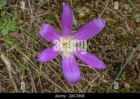 Pyrenean mountain saffron, Colchicum montanum, in flower in high ...