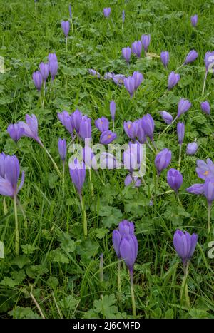 A crocus nudiflorus flowers in the field. horizontal image. selective ...