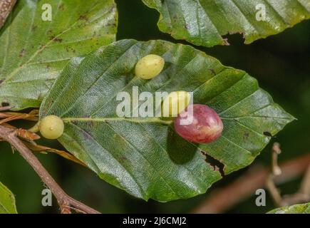 Galls caused by Beech Gall-midge, Mikiola fagi Stock Photo - Alamy