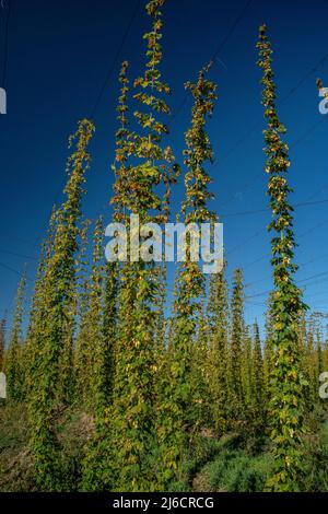 Cultivated Hop garden, Hop, Humulus lupulus, for the brewing industry ...