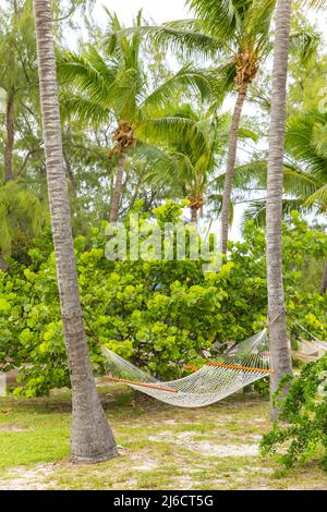 palm tree with rag hanging hammock Stock Photo - Alamy