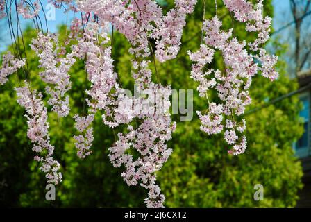 Flowering tree in April in Lakewood, Ohio Stock Photo - Alamy