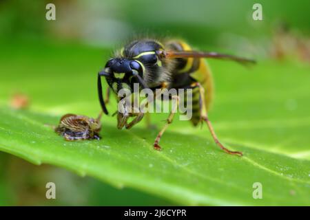 Common wasp and Hornet The Common wasp Vespula vulgaris bottom and the ...