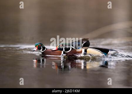 A drake Woodduck on a spring day in Minnesota Stock Photo - Alamy