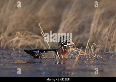 A drake Woodduck on a spring day in Minnesota Stock Photo - Alamy