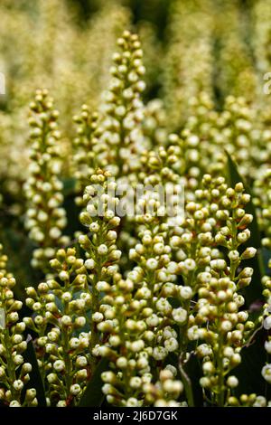 Laurel hedging flowers Stock Photo - Alamy