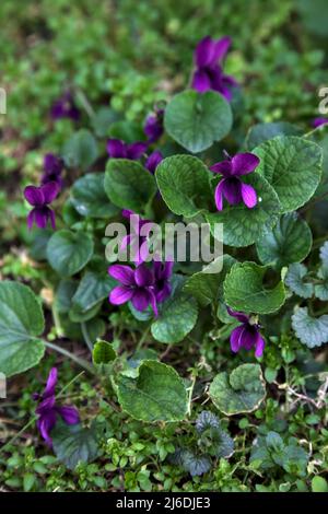 Violets in the grass seen up close Stock Photo - Alamy