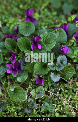 Violets in bloom in the grass seen up close Stock Photo - Alamy