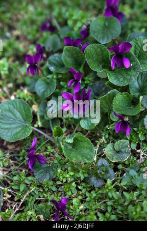 Violets in bloom in the grass seen up close Stock Photo - Alamy