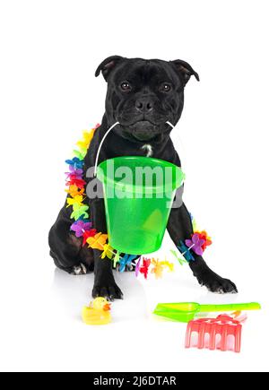 Staffordshire Terrier with a toy in its mouth. Staffordshire terrier ...