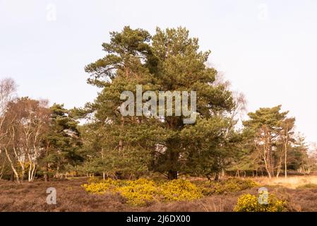 Scot's Pine, silver birch and gorse Stock Photo - Alamy