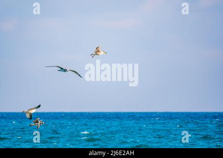 Four sea gulls in the clear blue sky. The Great black-backed gull ...
