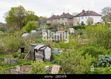 Allotments in UK - Gledhow Valley Allotments with typical terraced ...