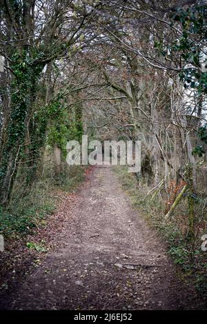 A wooded trail near Bath, England part of the Fosse Way which is an ...