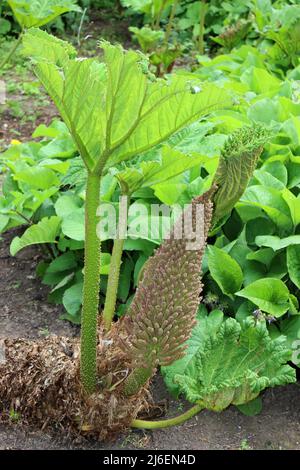 Giant Rhubarb (Gunnera manicata), inflorescence, native to southern ...