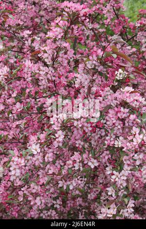 Pink blossom of the Flowering Crab Apple tree (Malus spectabilis ...