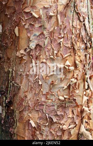 Acer Griseum, Chinese Paperbark Maple Stock Photo - Alamy