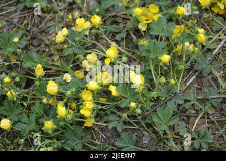 Bright, unforgettable, interesting, yellow small flowers that grow in a ...