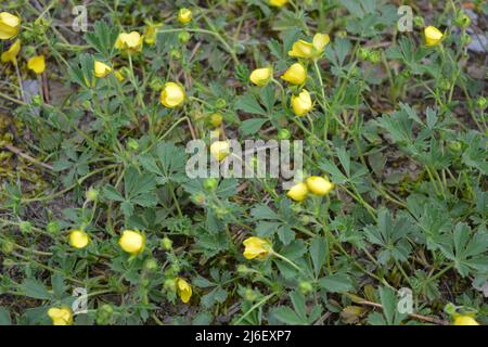 Bright, unforgettable, interesting, yellow small flowers that grow in a ...