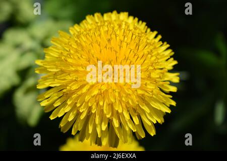Bright colorful yellow dandelions growing in the sun. Beautiful ...