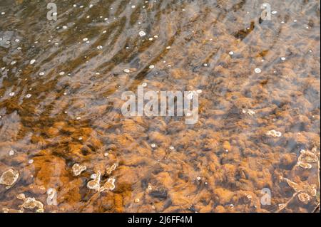 Algae stained red with iron oxide precipitate. Gwendraeth Fawr ...