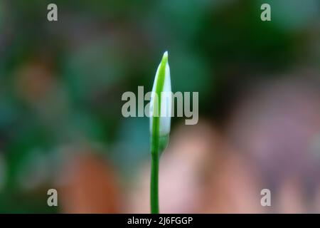 The first snowdrops: buds and opening flowers Stock Photo - Alamy