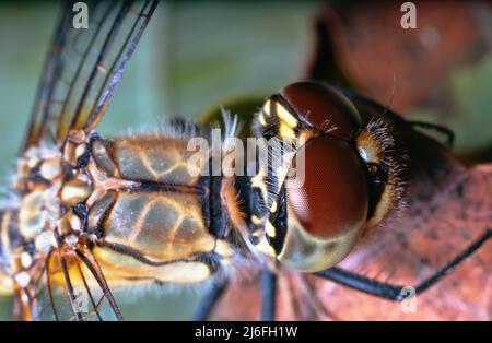 Capsule of head and faceted or compound eyes (ommatidium) of dragonfly ...