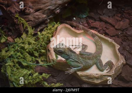 Asian water dragon stands alone, shedding skin on the back. It is a ...