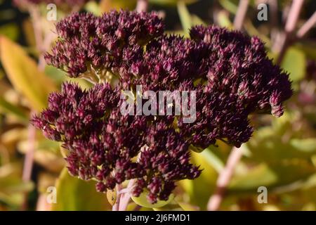 Drying autumn succulent Stock Photo - Alamy