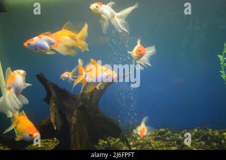 The goldfish on Chinese a sign brings a prosperity and good luck ...