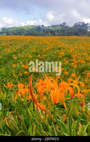 Closeup shot of a mountainous green field with random trees - perfect ...