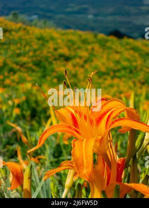 Closeup shot of a mountainous green field with random trees - perfect ...