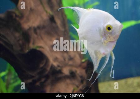 Fresh water planted aquarium with silver angelfish. Angelfish in tank ...