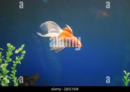 The goldfish on Chinese a sign brings a prosperity and good luck ...