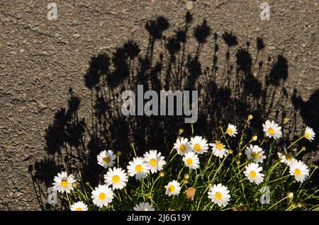 Flowers of Paris daisy and their shadow on the asphalt Stock Photo - Alamy