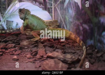 Asian water dragon stands alone, shedding skin on the back. It is a ...