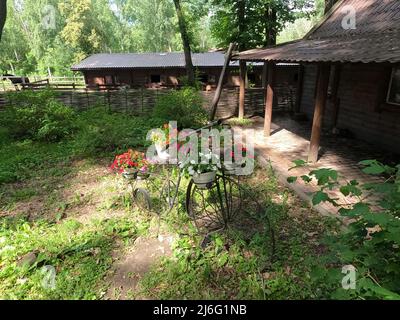 lanscape design. beautiful garden of blue spruce, bright yellow ...