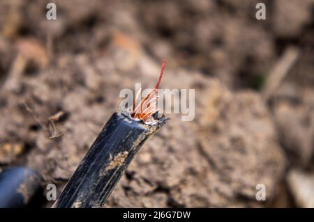damaged underground cables when digging, snapped, broken power line cable, wiring, broken power ...