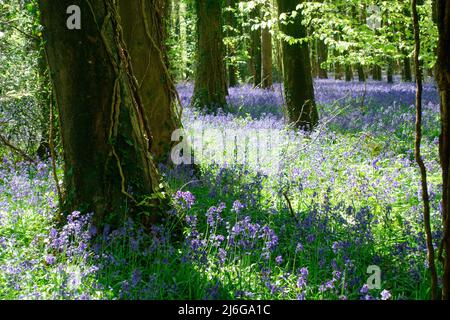 Bluebells under mixed woods in Rowlands Castle in April Stock Photo - Alamy