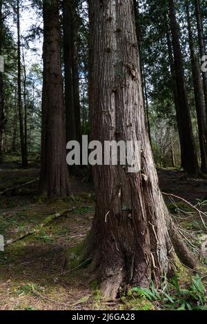 Mature pine tree trunks in a Forest, Sutherlands Grove, Barcaldine ...
