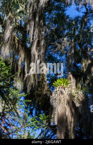 Bromeliad and Tillandsia usneoides over an Araucaria tree, Cambara do ...