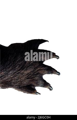Paw of large bear with long, sharp, strong claws Stock Photo - Alamy