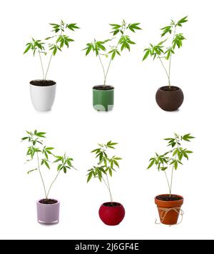 Medical marijuana plants set on colored backgrounds to show colorful ...