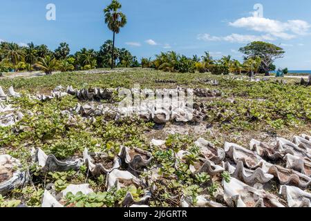 Traditional process of making sea salt - drying saltwater in big shells ...
